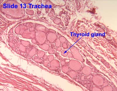 Trachea Microscope Slide Smooth Muscle